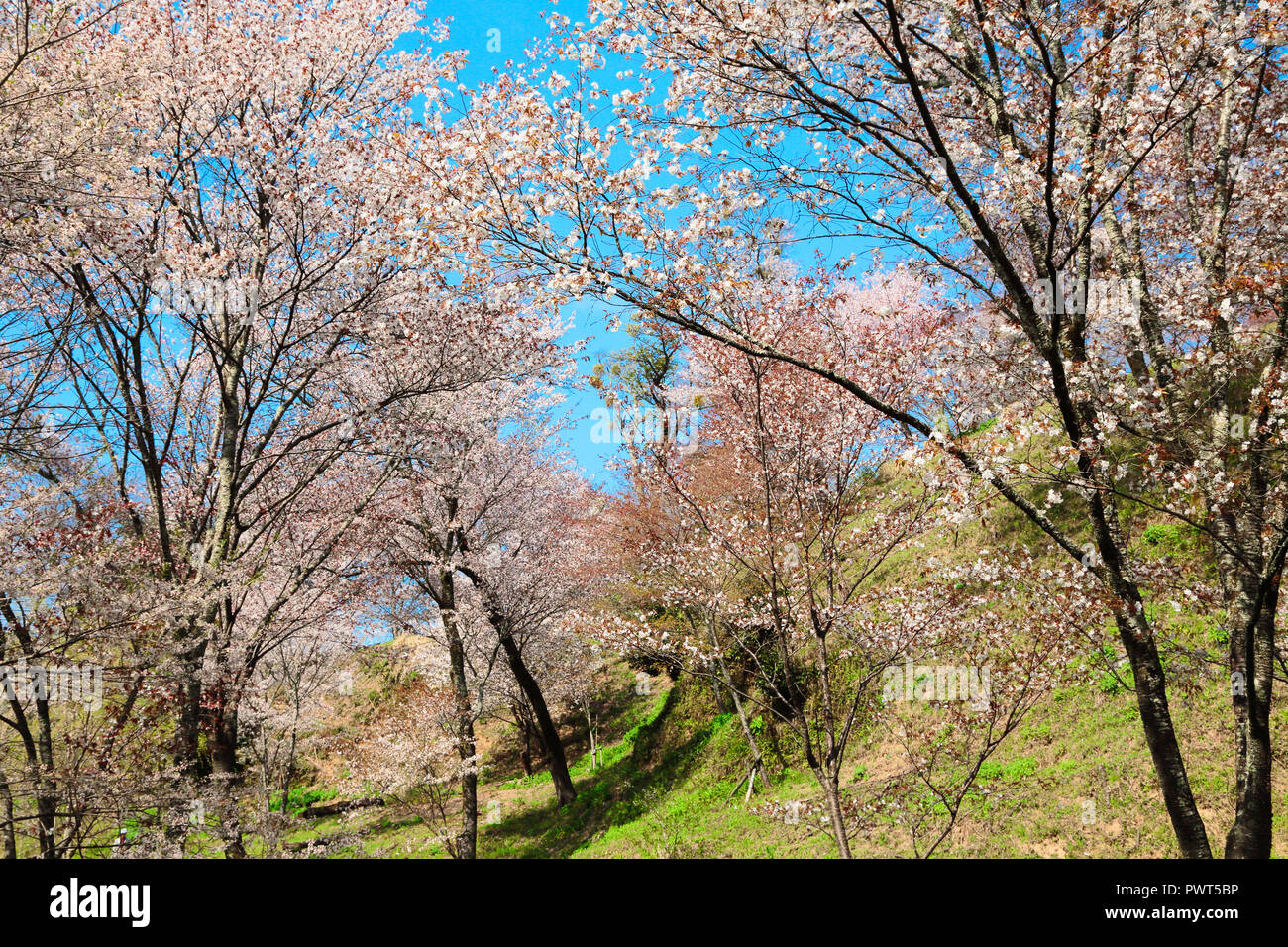 Yoshino mountain cherry blossoms Stock Photo - Alamy