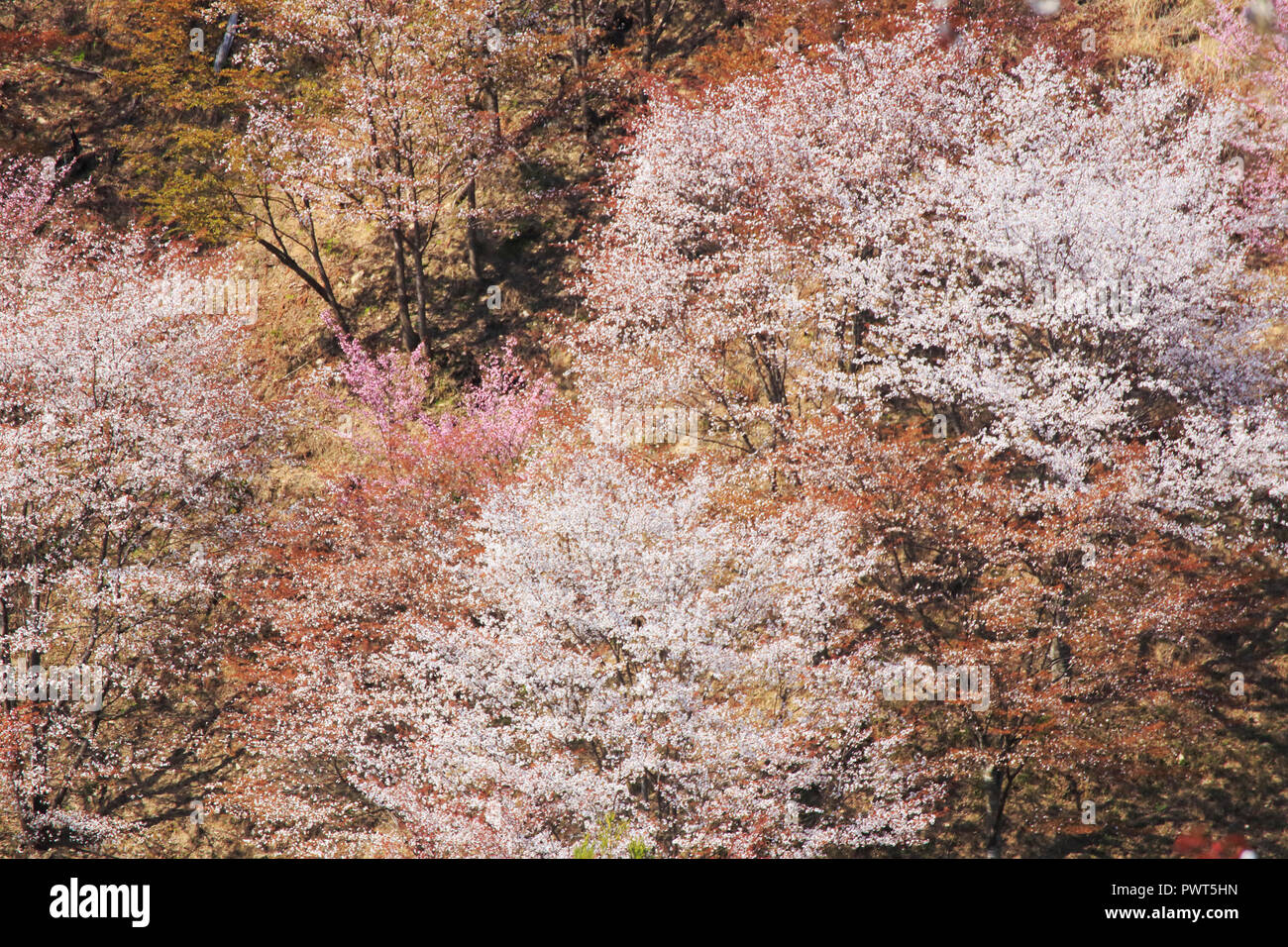 Yoshino mountain cherry blossoms Stock Photo - Alamy