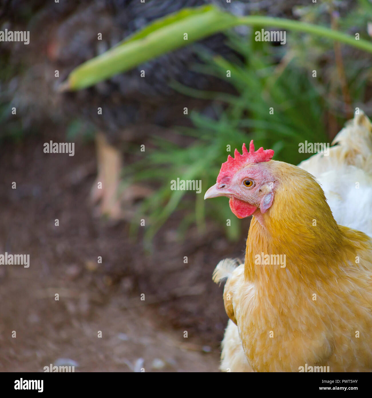 Hackle High Resolution Stock Photography and Images - Alamy