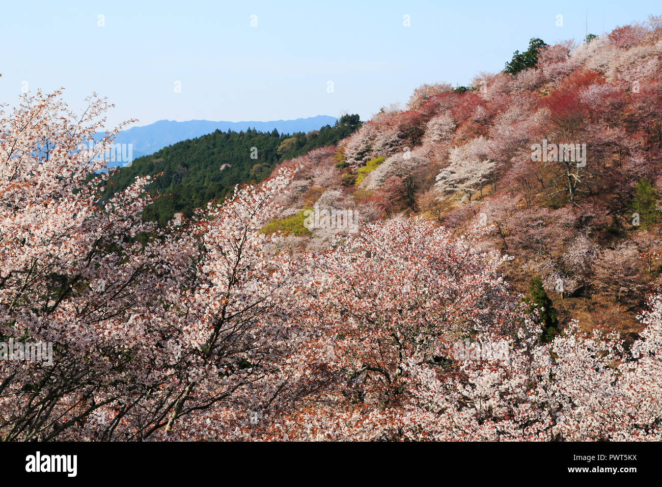 Yoshino mountain cherry blossoms Stock Photo - Alamy