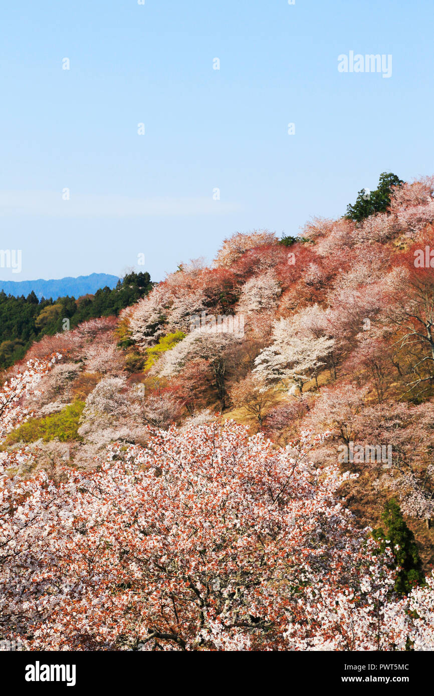 Yoshino mountain cherry blossoms Stock Photo - Alamy