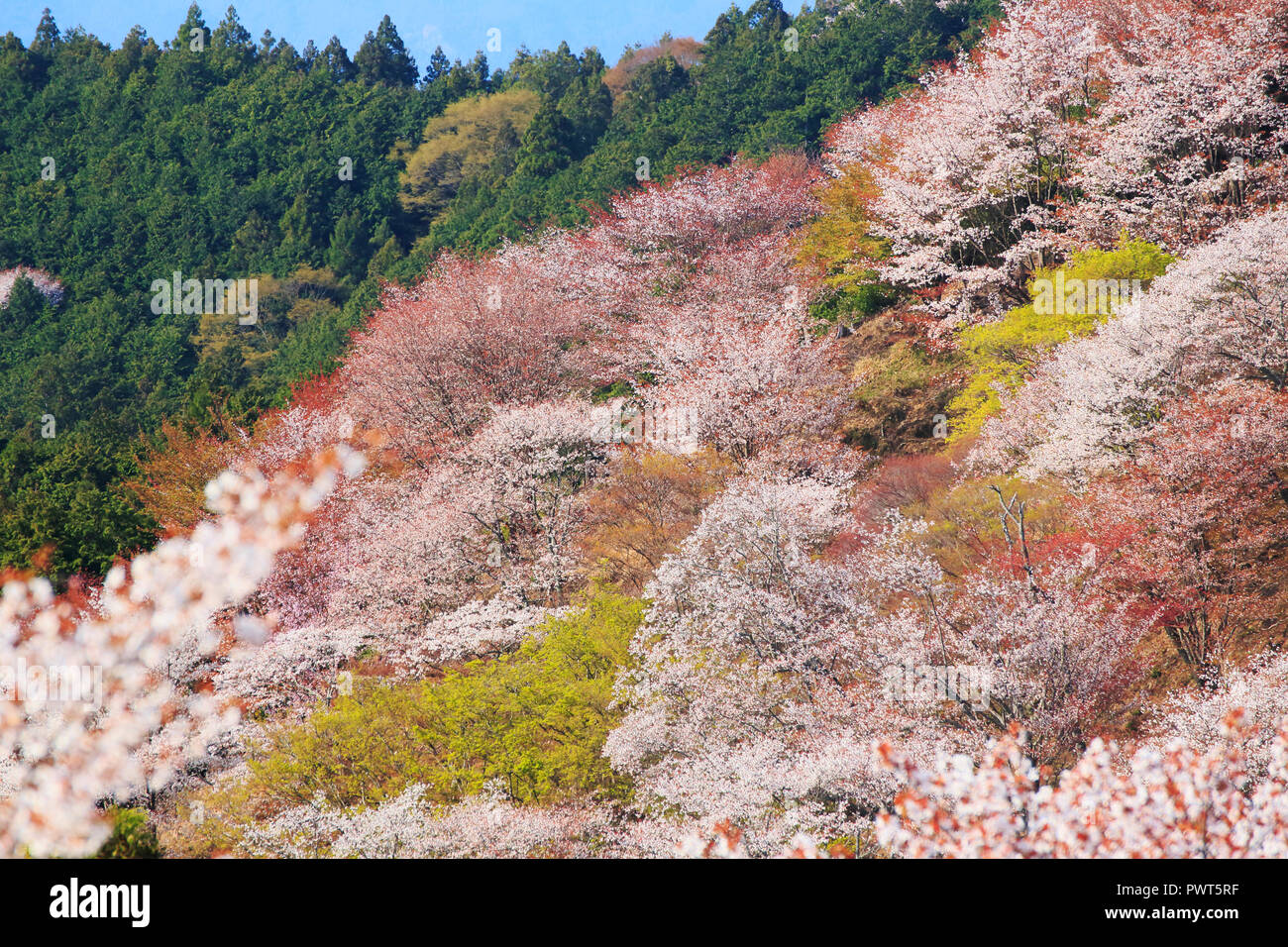 Yoshino mountain cherry blossoms Stock Photo - Alamy