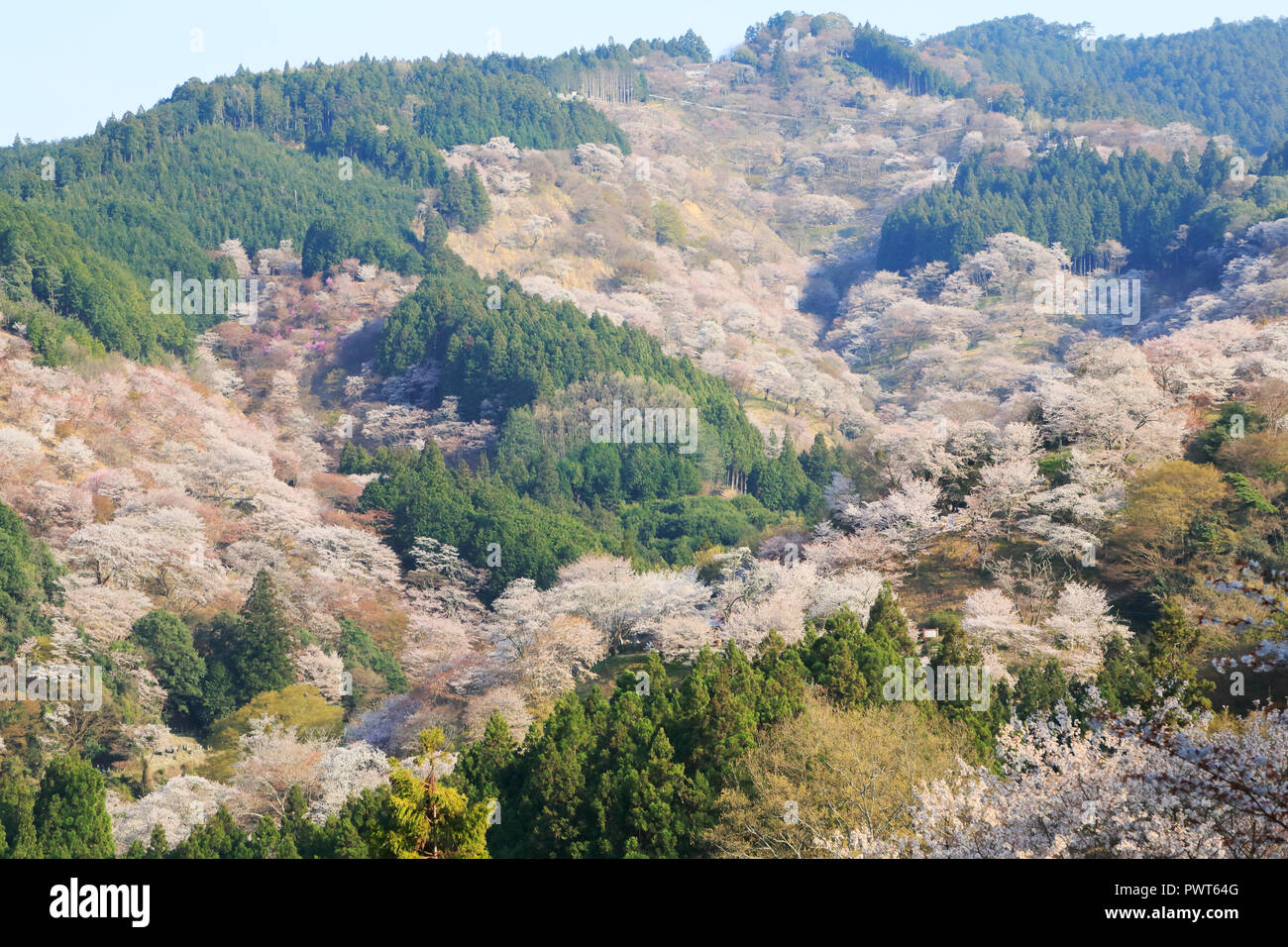 Yoshino mountain cherry blossoms Stock Photo - Alamy