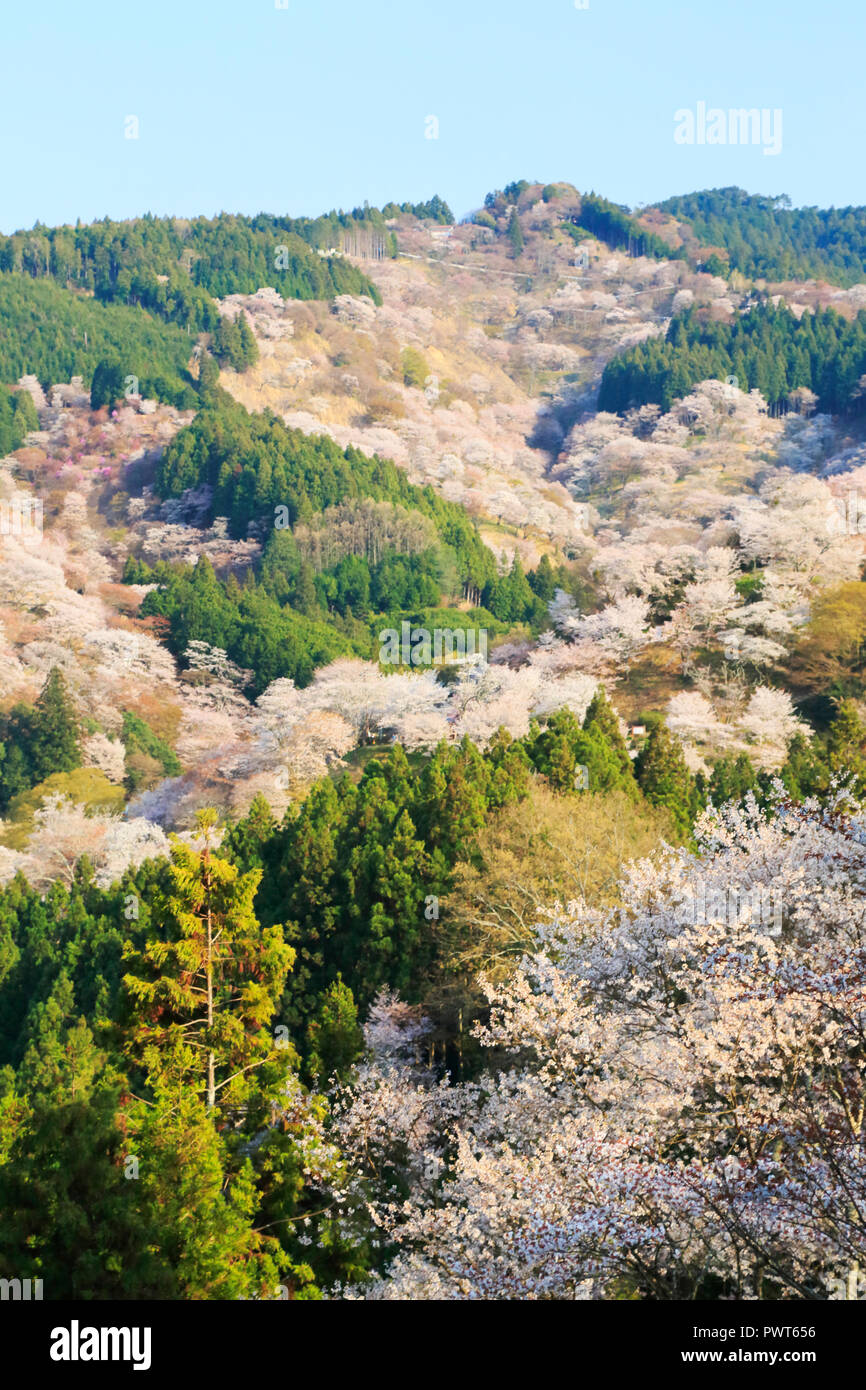Yoshino mountain cherry blossoms Stock Photo - Alamy