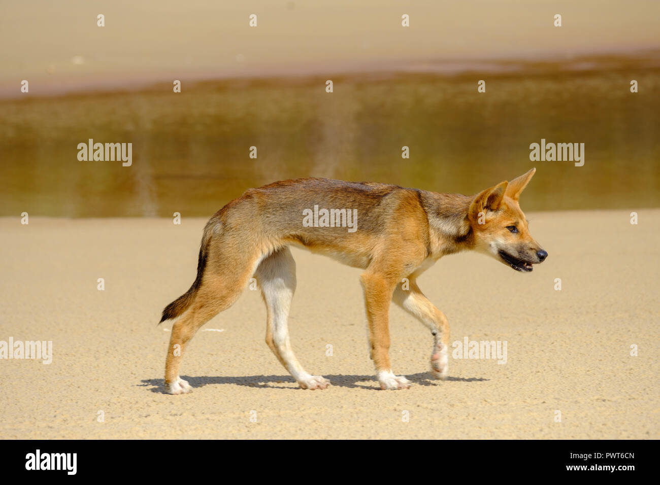 Dingo - Fraser Island Stock Photo - Alamy