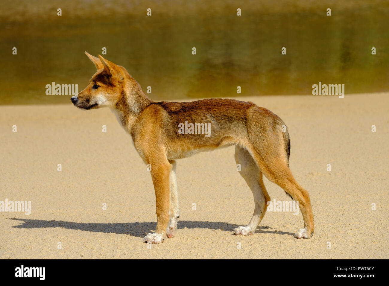 Dingo - Fraser Island Stock Photo - Alamy