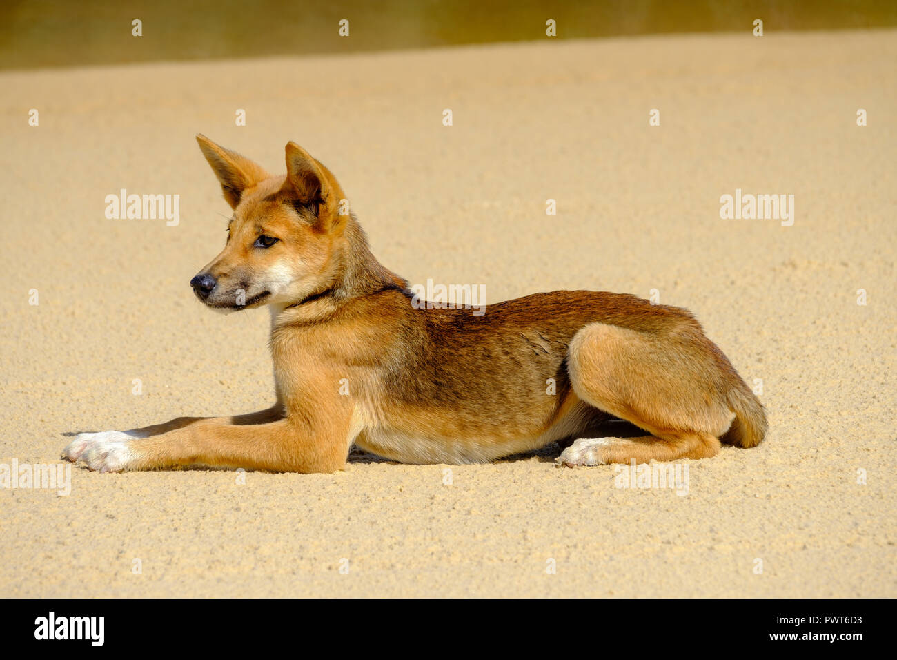 Dingo - Fraser Island Stock Photo - Alamy