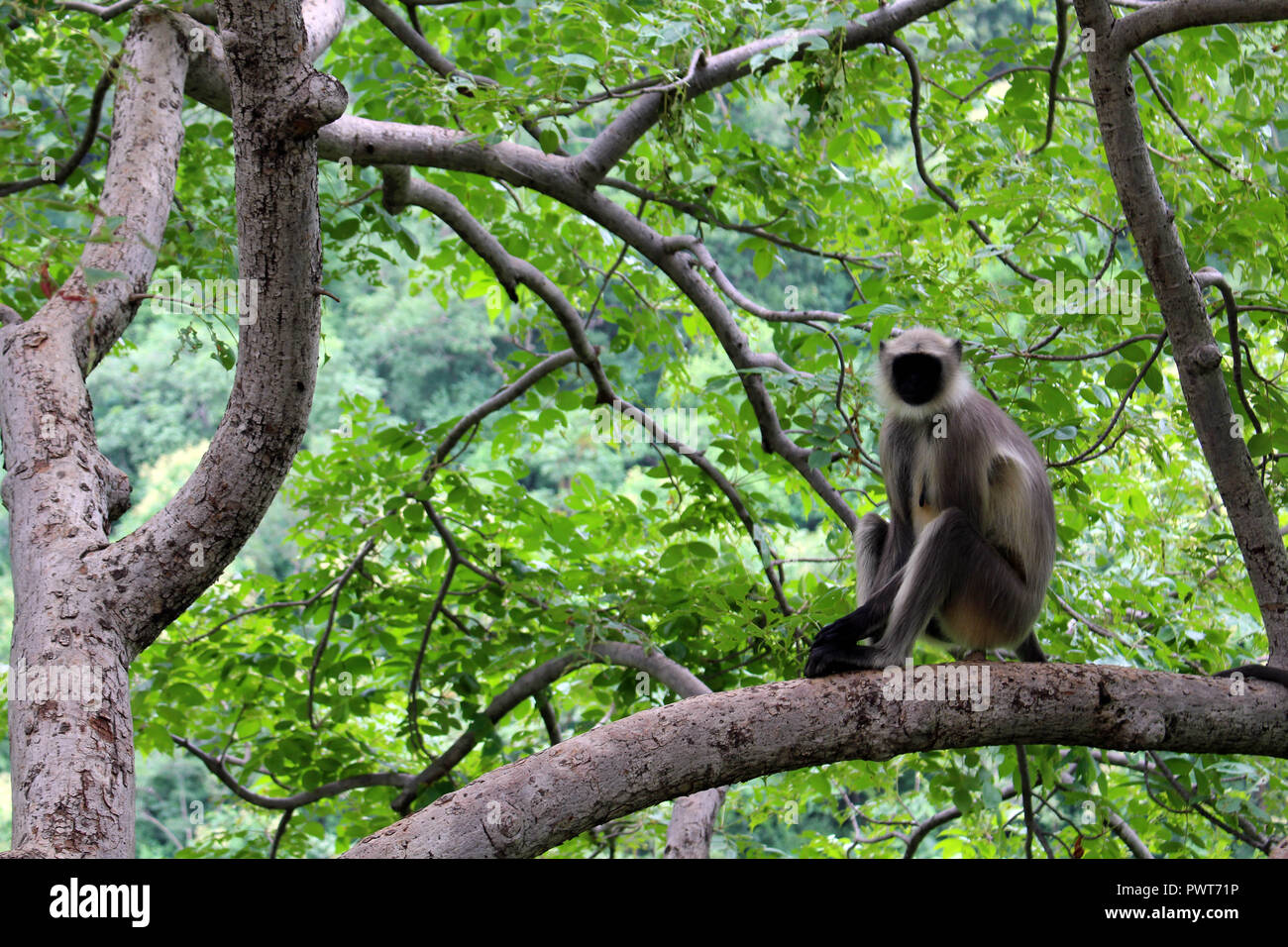 The black-faced Indian monkey sitting on a branch around Ajanta Caves ...