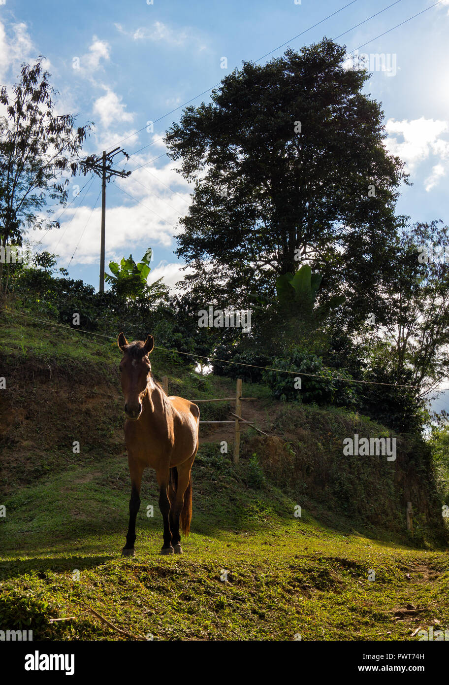 Portrait scenic horse tree hi-res stock photography and images - Alamy