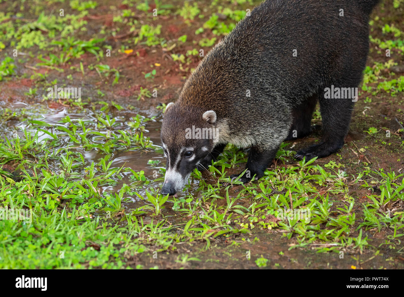Central america coati hi-res stock photography and images - Alamy