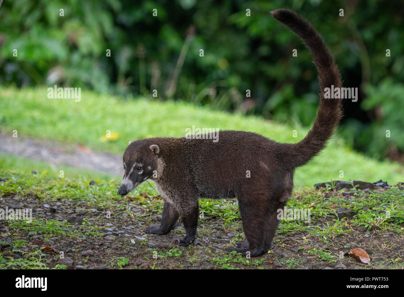 Central America, Panama. South American coati, a member of the raccoon ...