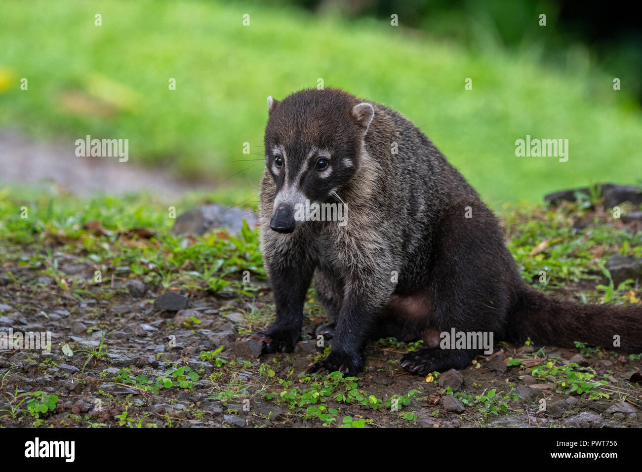 Member of the raccoon family hi-res stock photography and images - Alamy