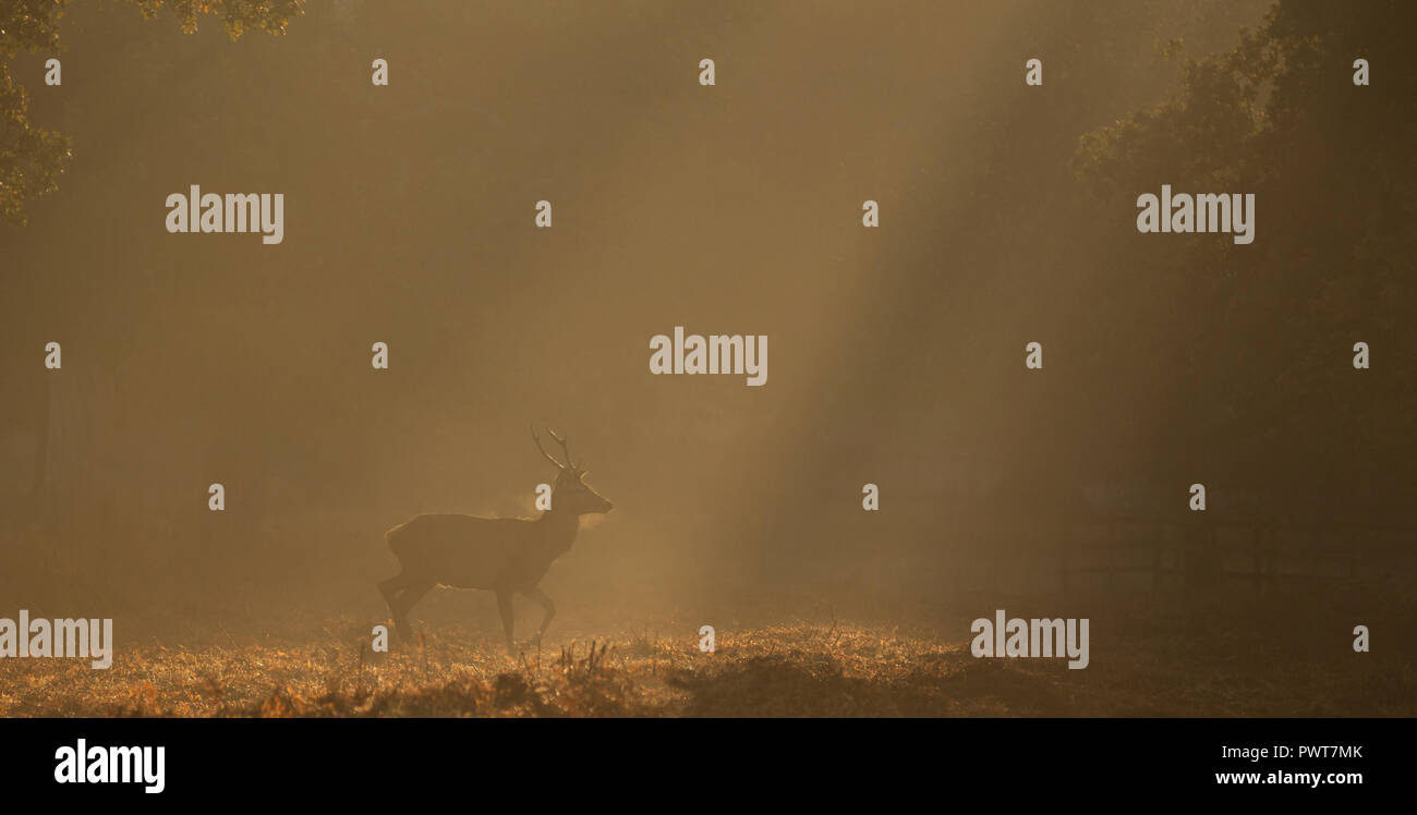 Robin hood and deer hi-res stock photography and images - Alamy