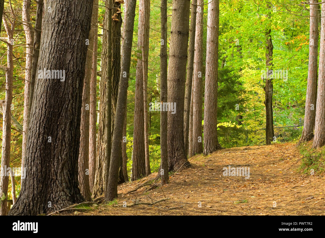 Beautiful Forest Trees and Walking Trail Horizontal Stock Photo - Alamy