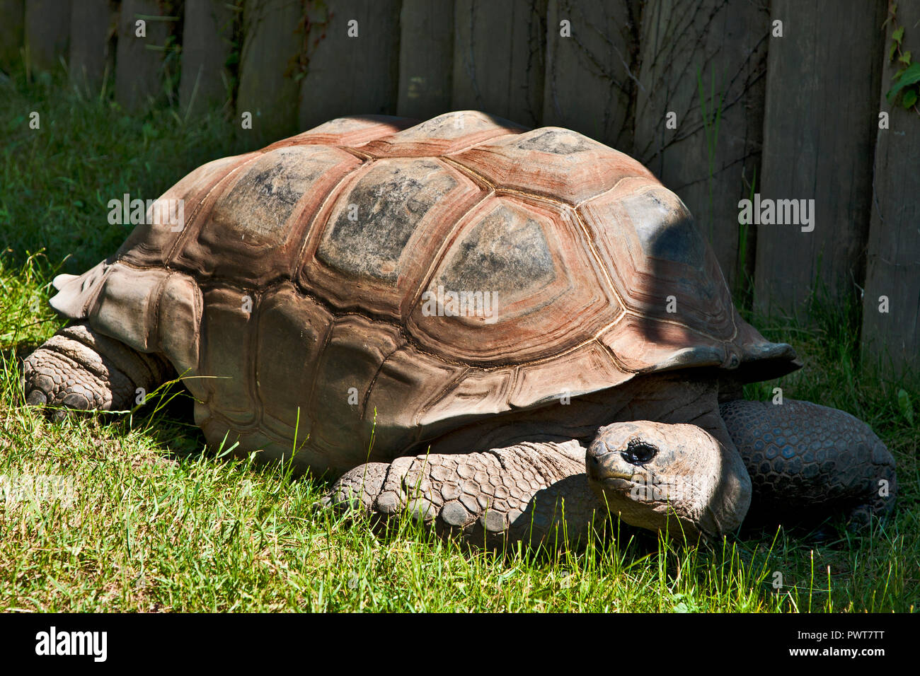 Granby Quebec, Eastern Townships, Aldabra, Giant Turtle, giant turtle ...