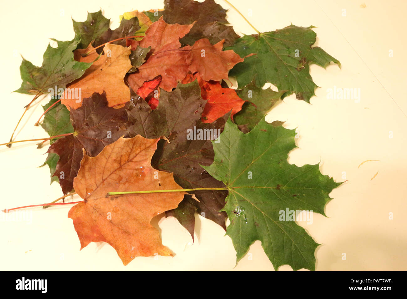 Gradient of multicolored maple fall leaves. Autumn background Stock ...