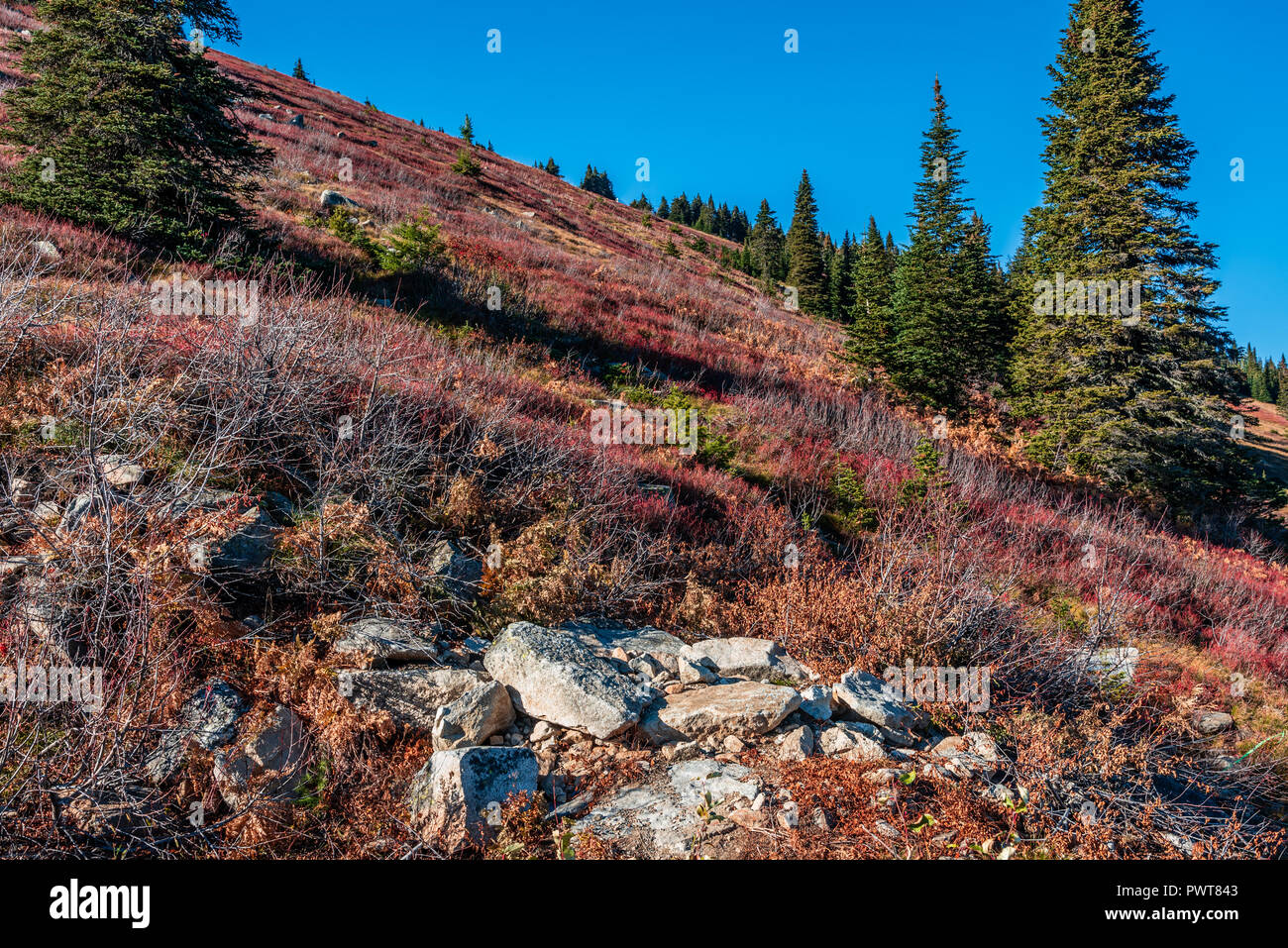 Autumn Scenery in Mount Spokane State Park, Spokane, Washington, USA ...
