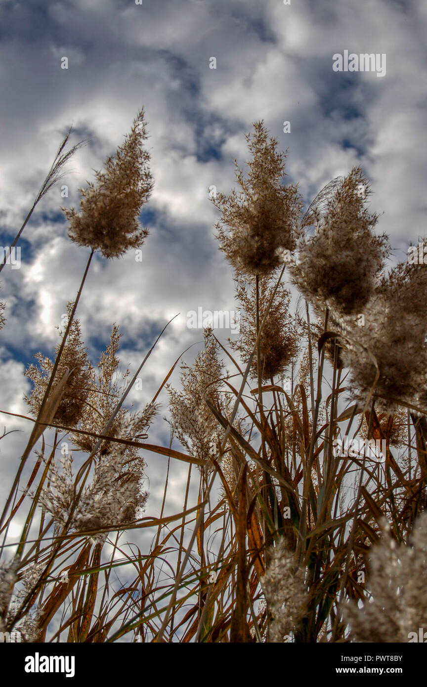 Phragmites australis australia hi-res stock photography and images - Alamy