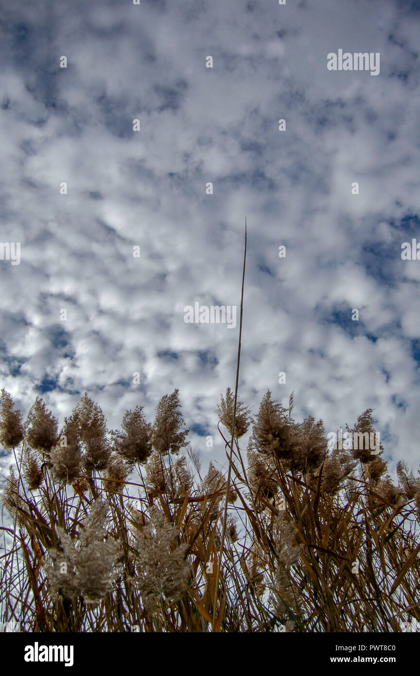 Phragmites australis australia hi-res stock photography and images - Alamy