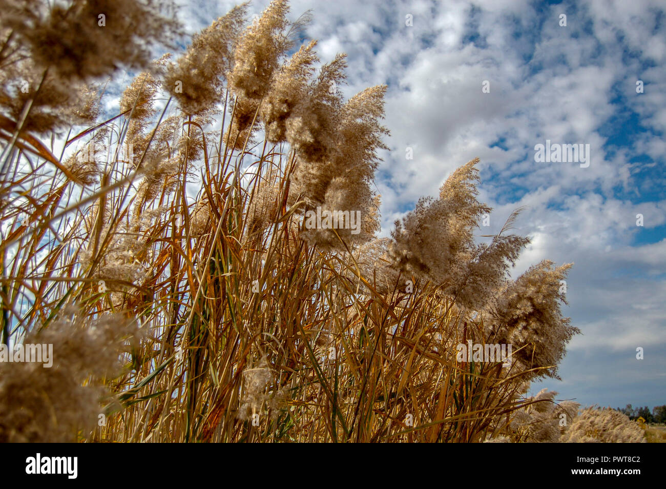 Phragmites australis australia hi-res stock photography and images - Alamy