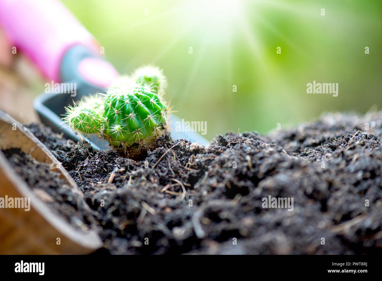 Small plant growing in the garden. Fresh start of the day. Save ...