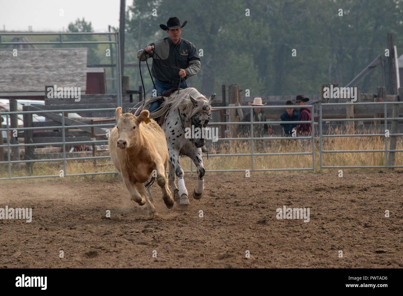 Cowboy attempts to rope a cow at the annual Ranch Rodeo at the Bar U ...