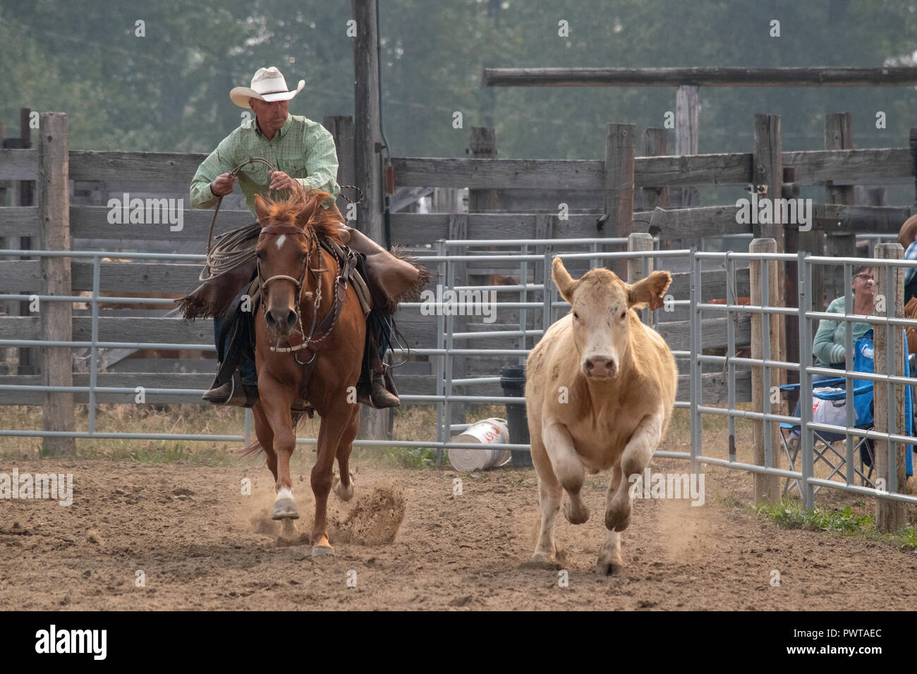 Cowboy attempts to rope a cow at the annual Ranch Rodeo at the Bar U ...