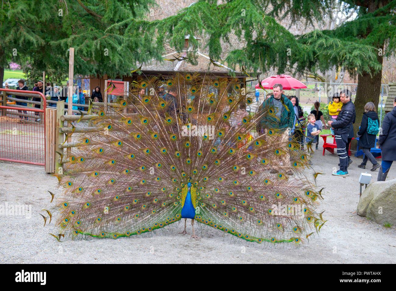 VICTORIA, BC, CANADA - MARCH 27, 2018: Male peacock showing off his ...