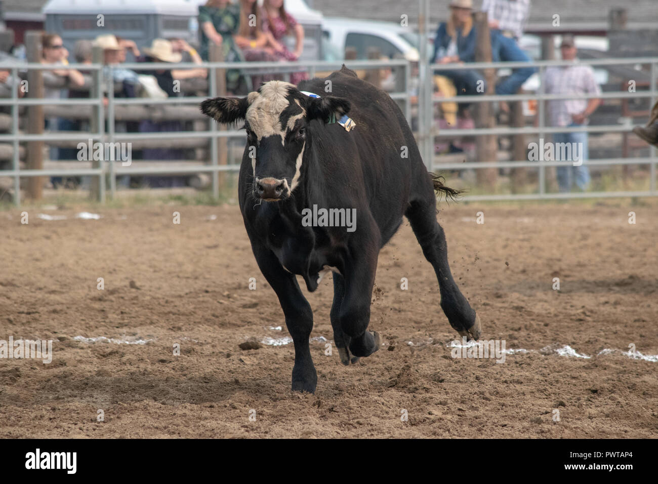 Cattle sorting hi-res stock photography and images - Alamy