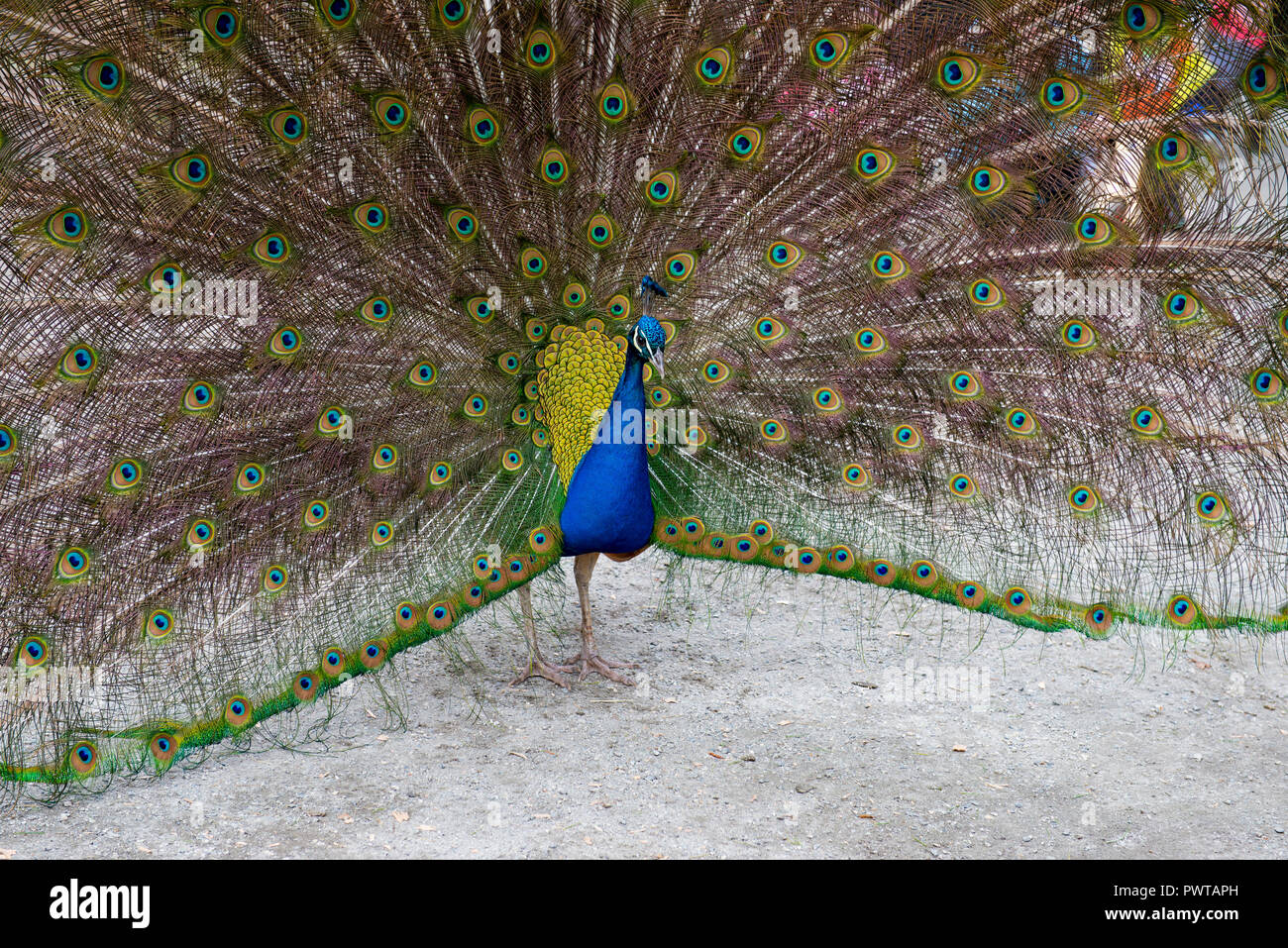 Male peacock showing off his colorful plumage at Beacon Hill park in ...