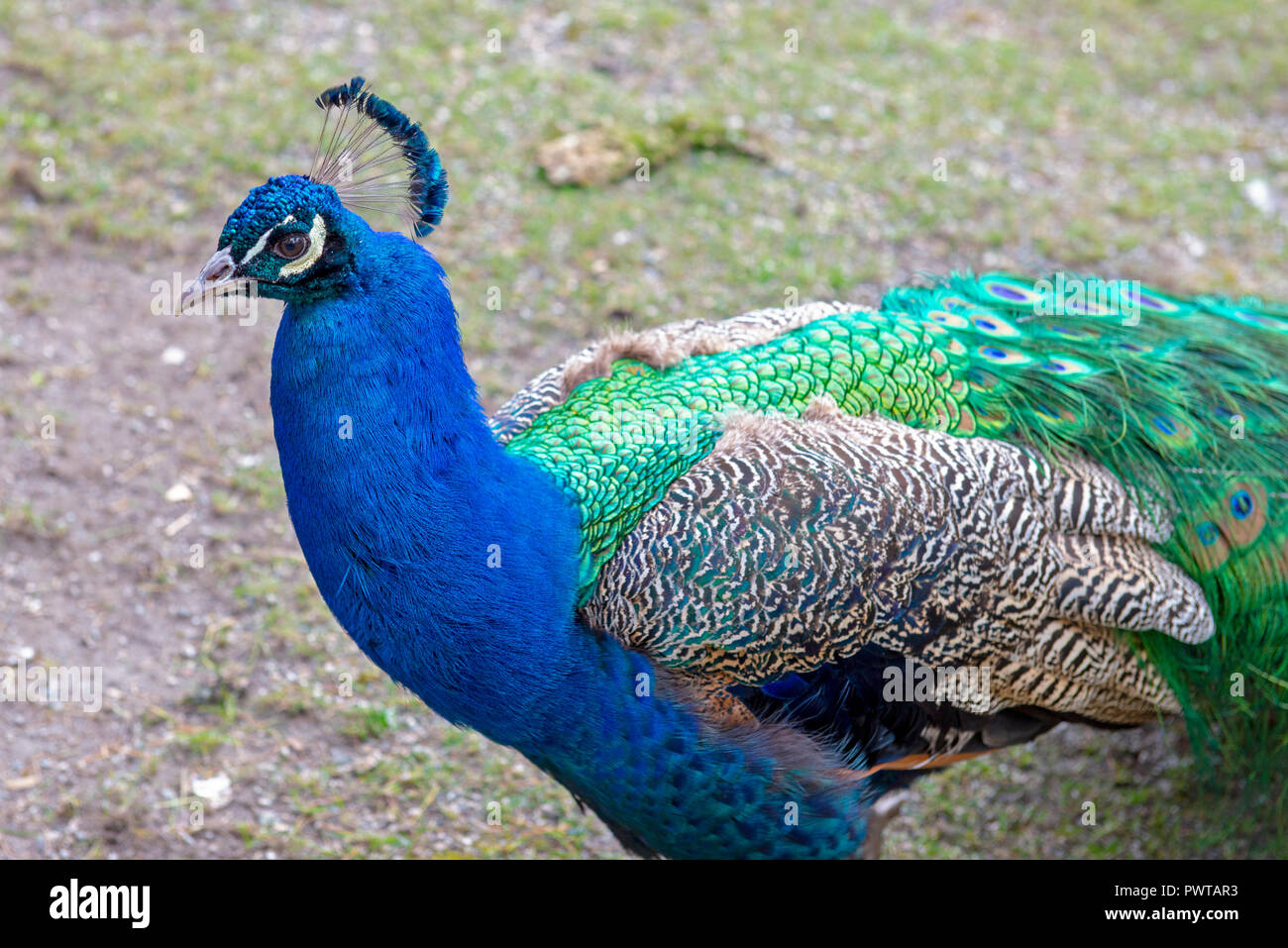 Male peacock showing off his colorful plumage at Beacon Hill park in ...