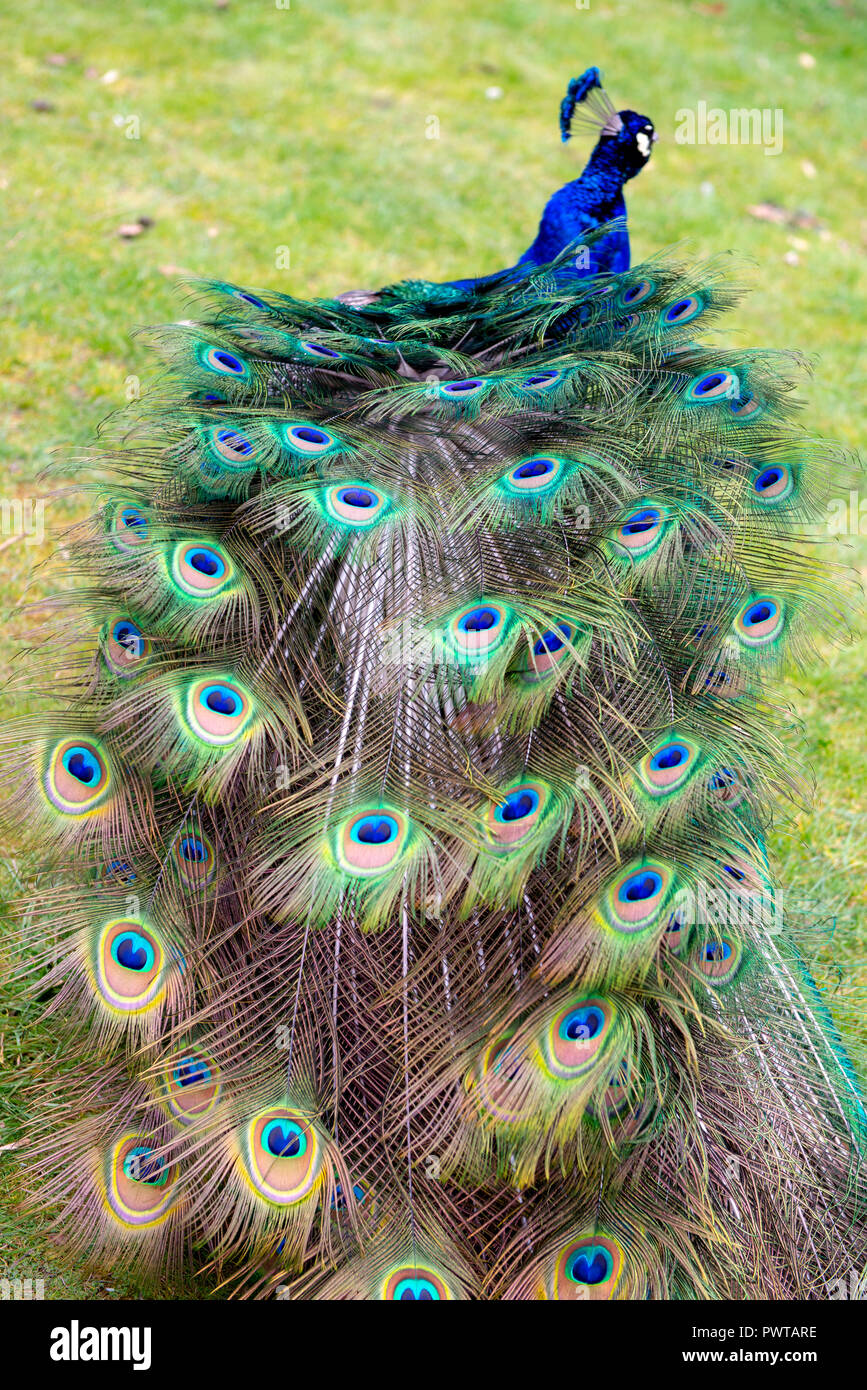 Male peacock showing off his colorful plumage at Beacon Hill park in ...