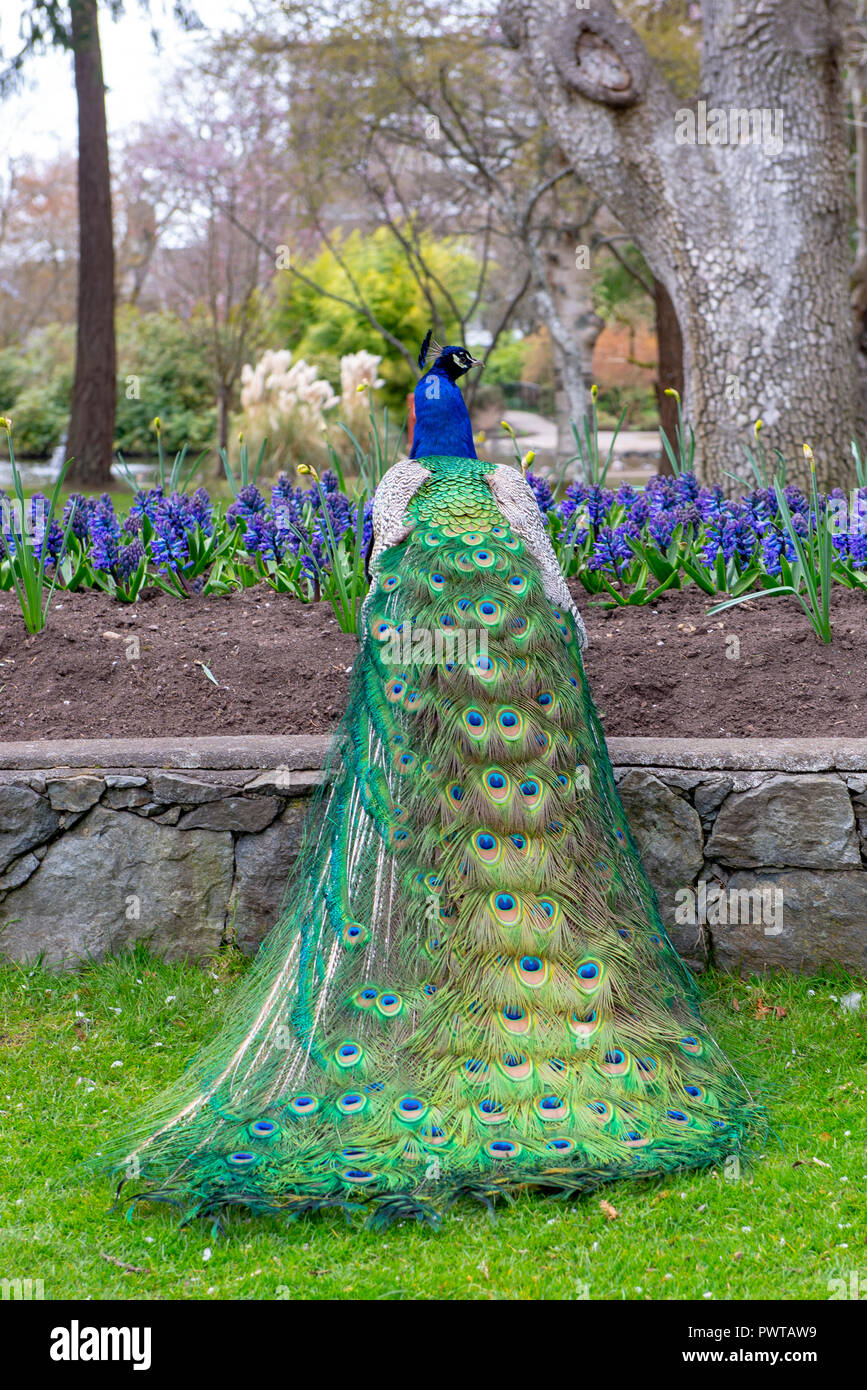 Male peacock showing off his colorful plumage at Beacon Hill park in ...