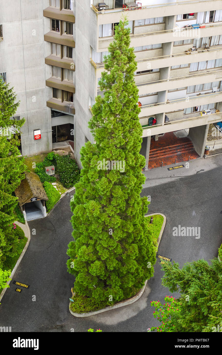 Fragment of high rise building with cedar tree in front. Cityscape ...