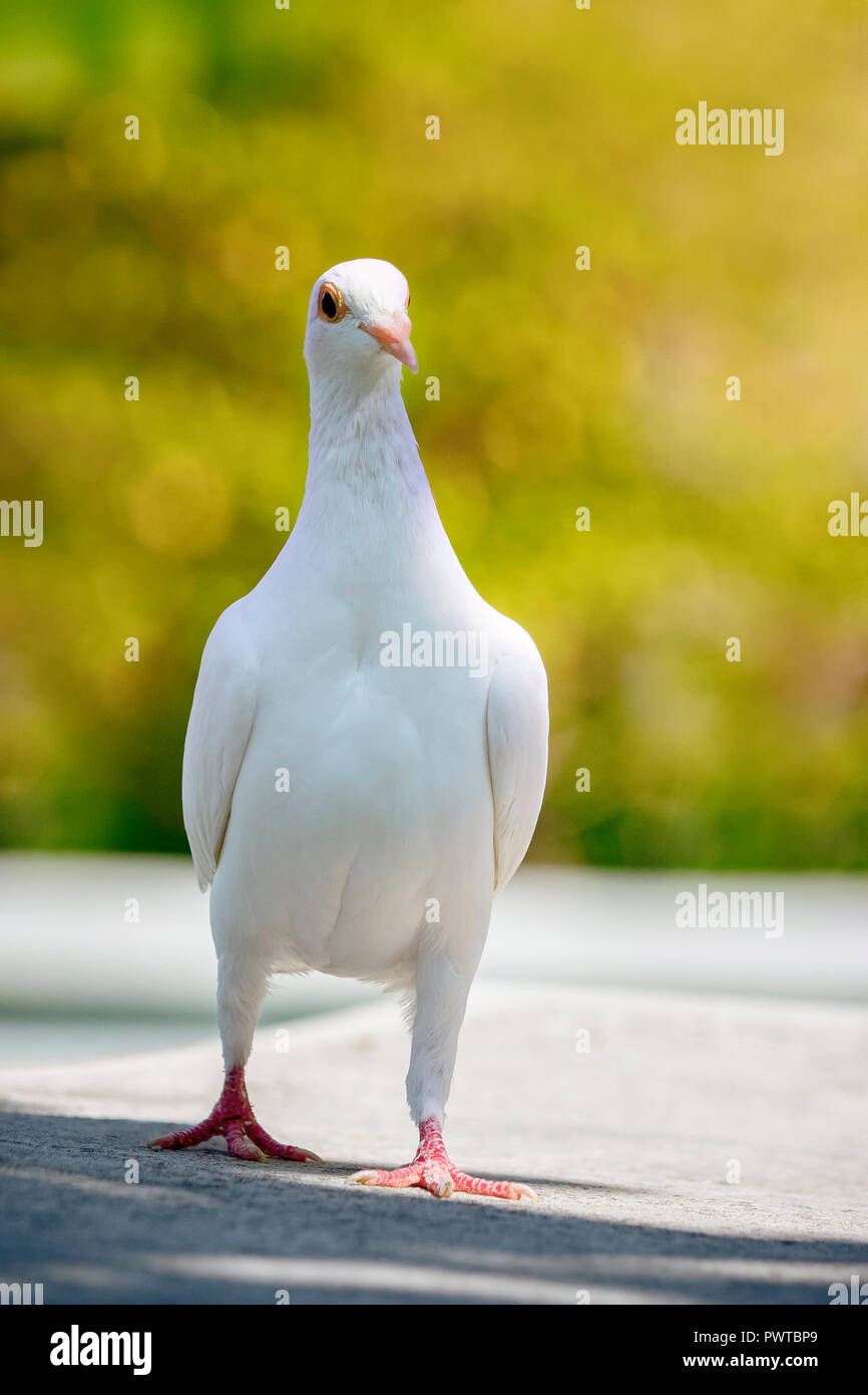 full body of white feather speed racing pigeon bird standing against ...