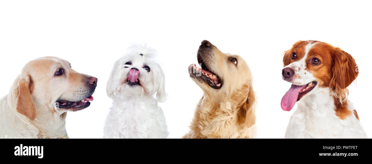 Four differents dogs isolated on a white background Stock Photo - Alamy