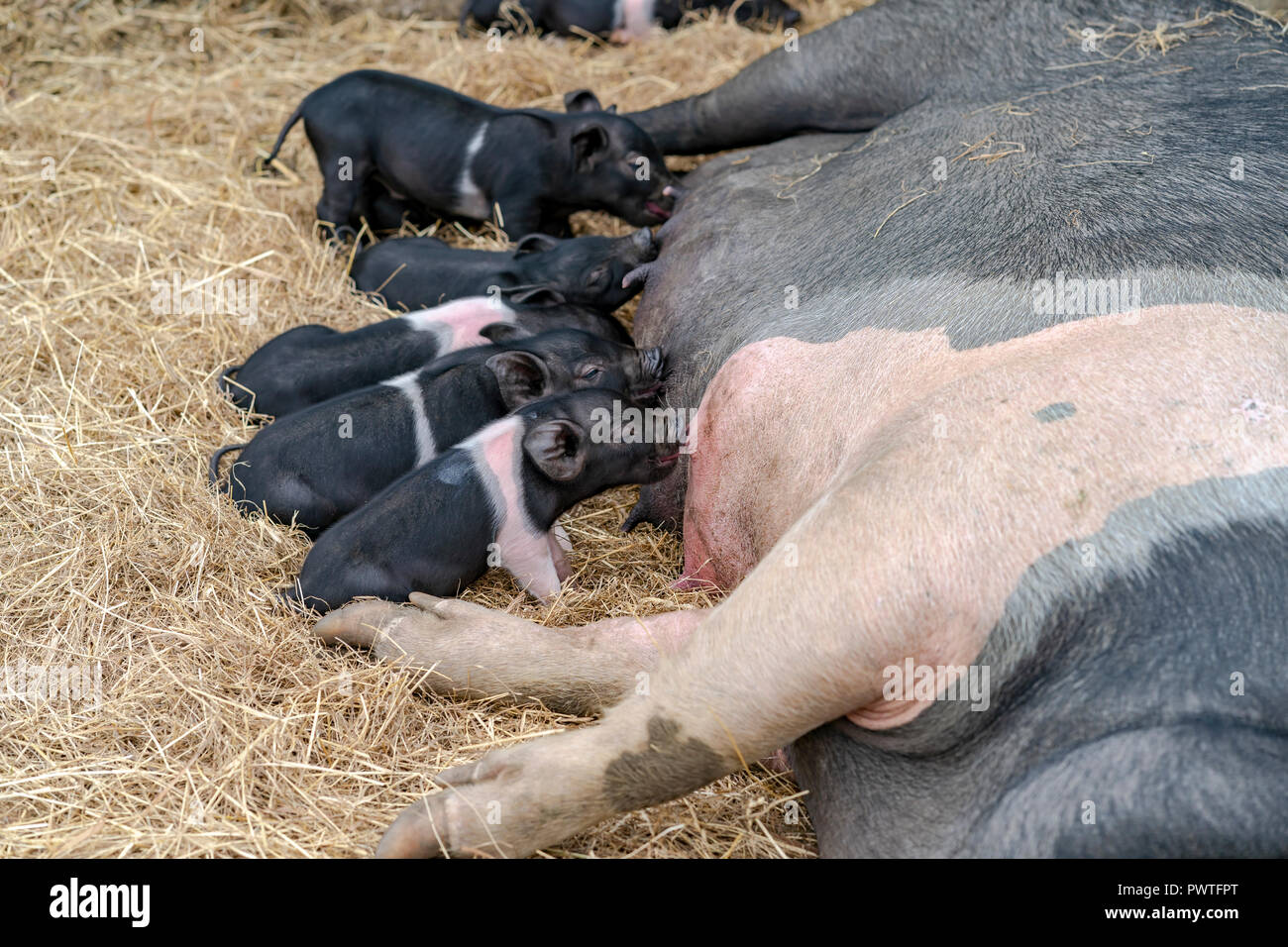 Piglets feeding hi-res stock photography and images - Alamy