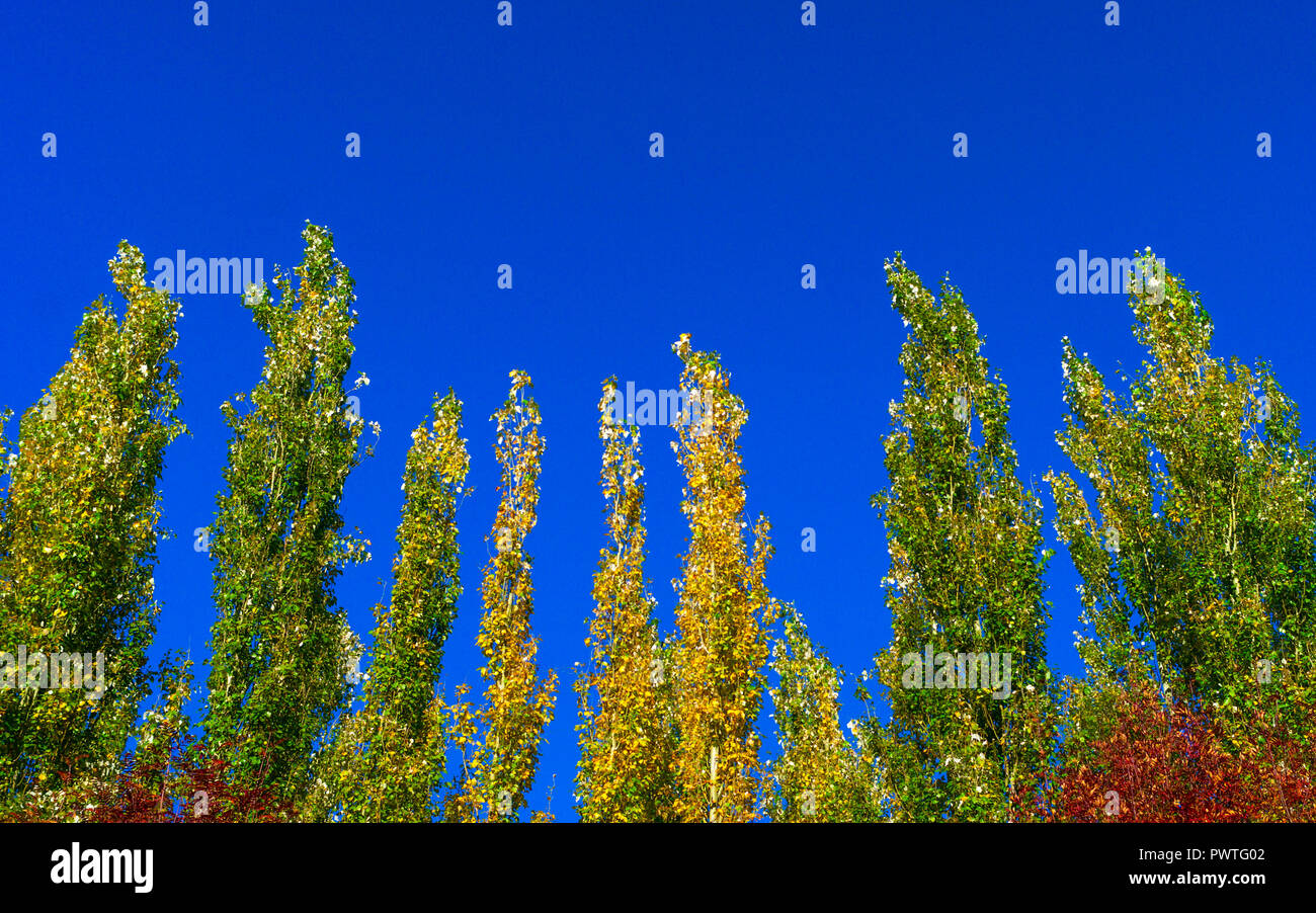 Lombardy poplar trees hi-res stock photography and images - Alamy