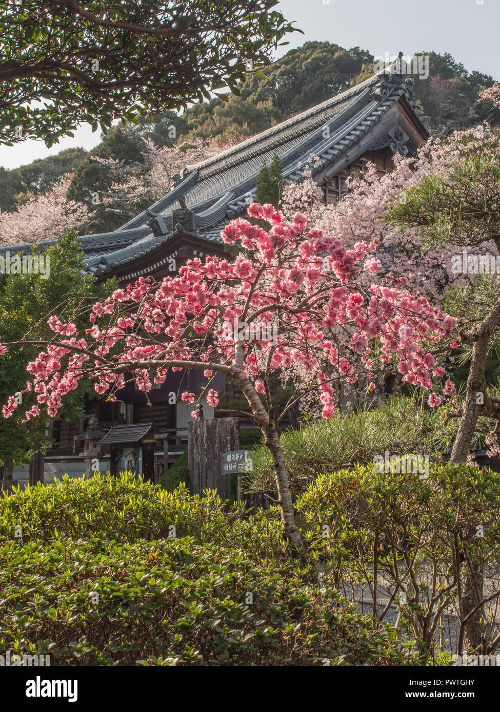Sakura cherry blossom tree, hanami in temple garden, Enkoji temple 39 ...