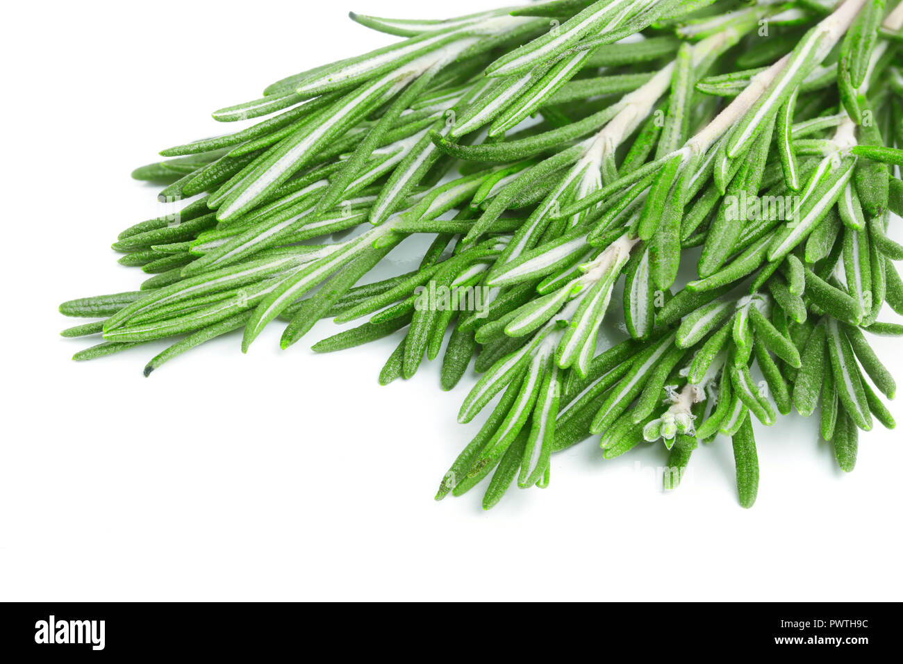 Fresh green sprig of rosemary isolated on a white background Stock ...