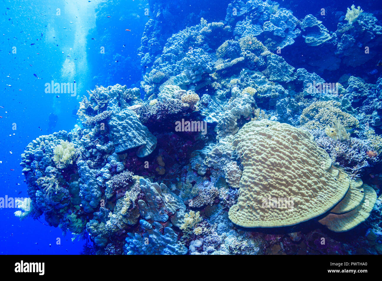 Landscape Coral reef at the Red Sea Egypt Stock Photo - Alamy