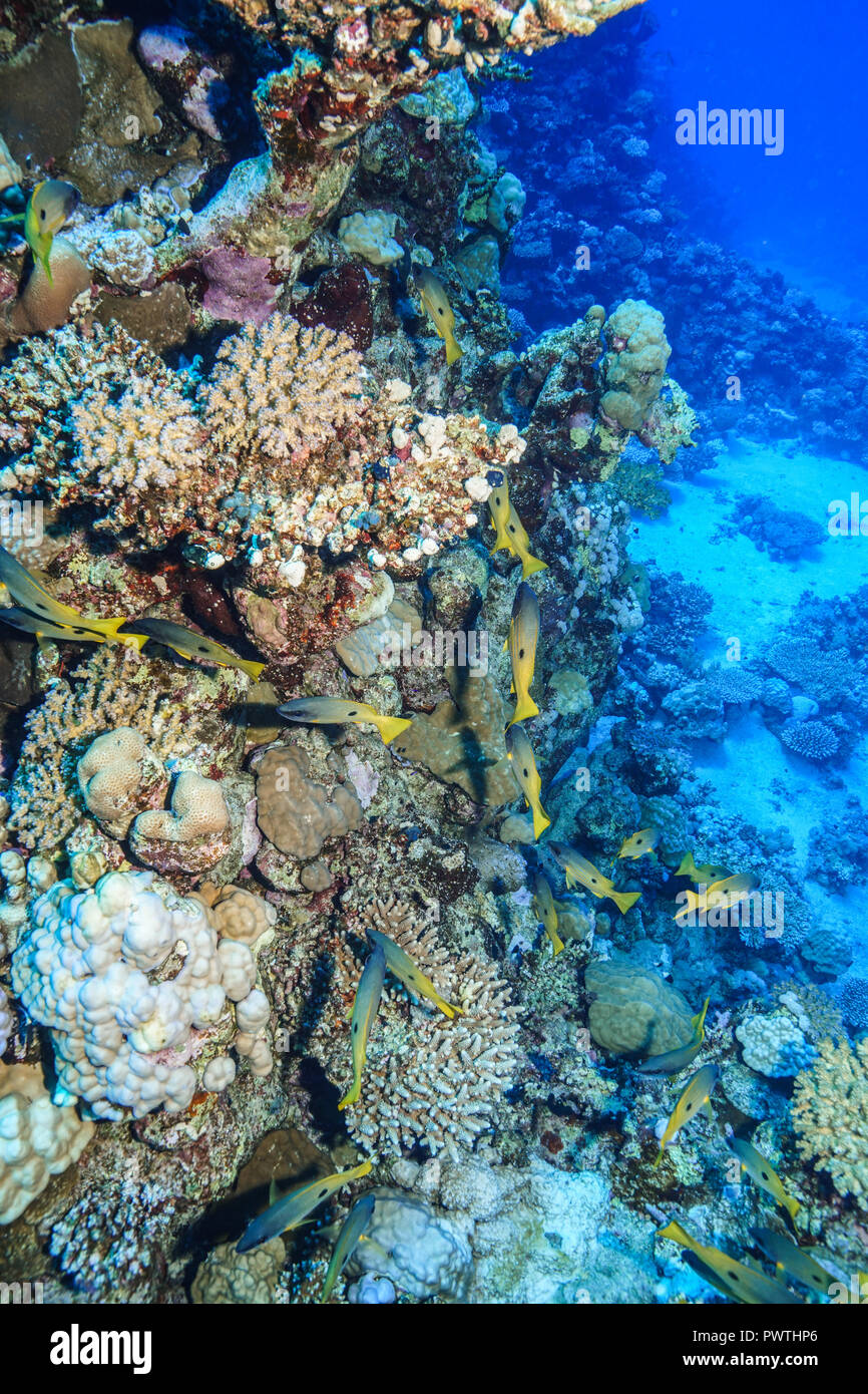 Landscape Coral reef at the Red Sea Egypt Stock Photo - Alamy