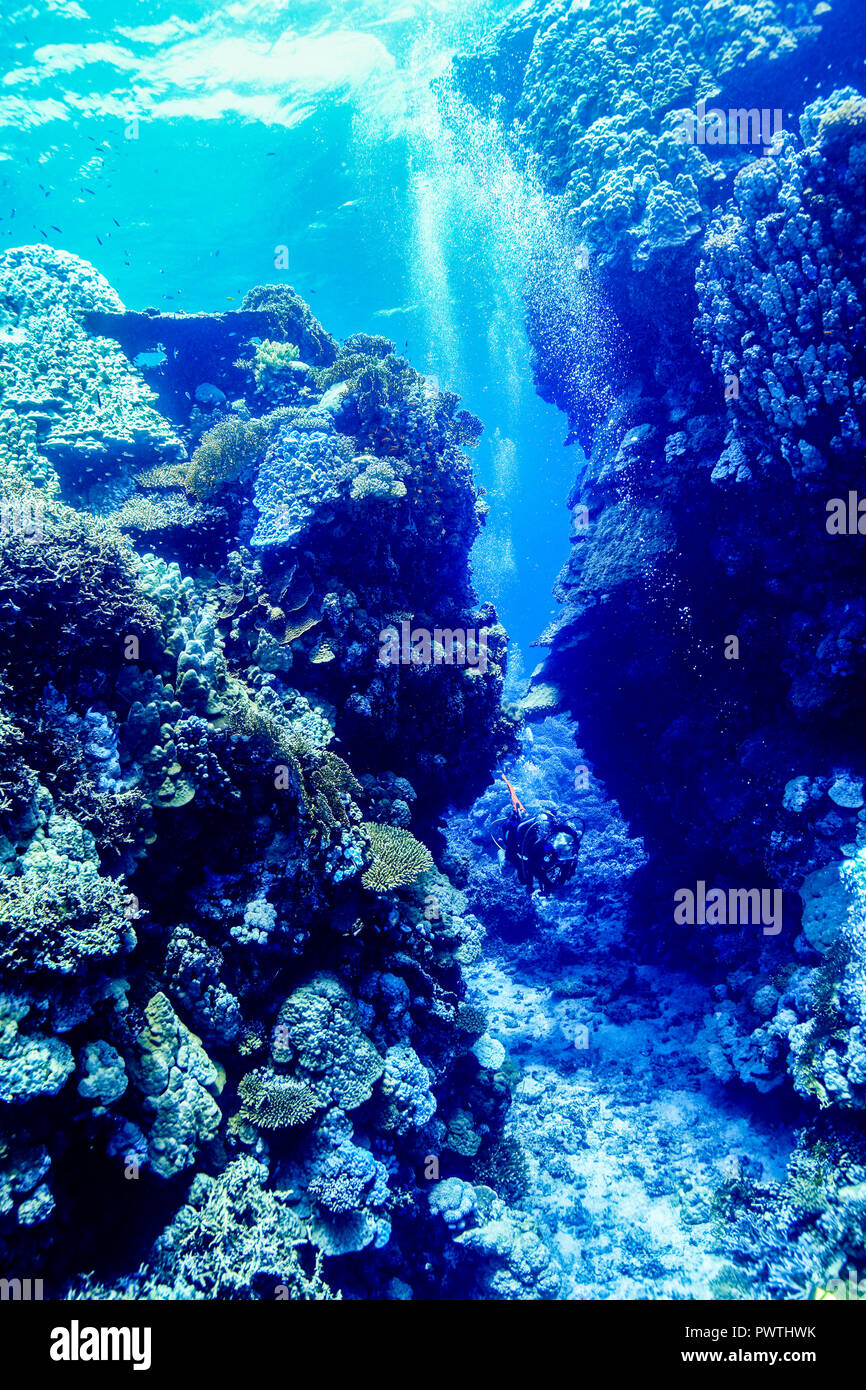 Landscape Coral reef at the Red Sea Egypt Stock Photo - Alamy