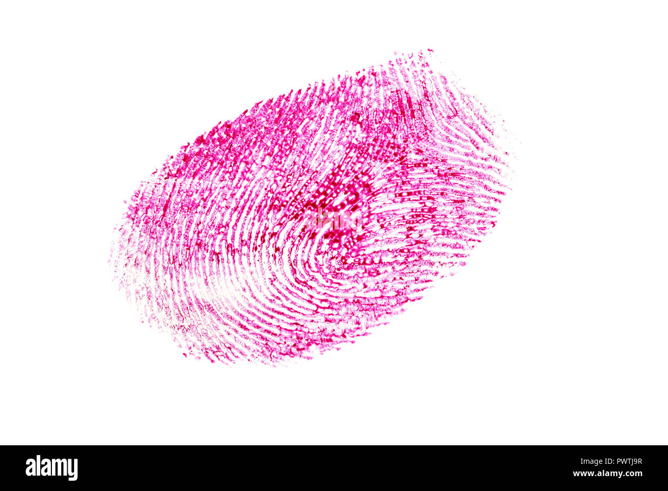 pink fingerprint isolated on a white background Stock Photo - Alamy
