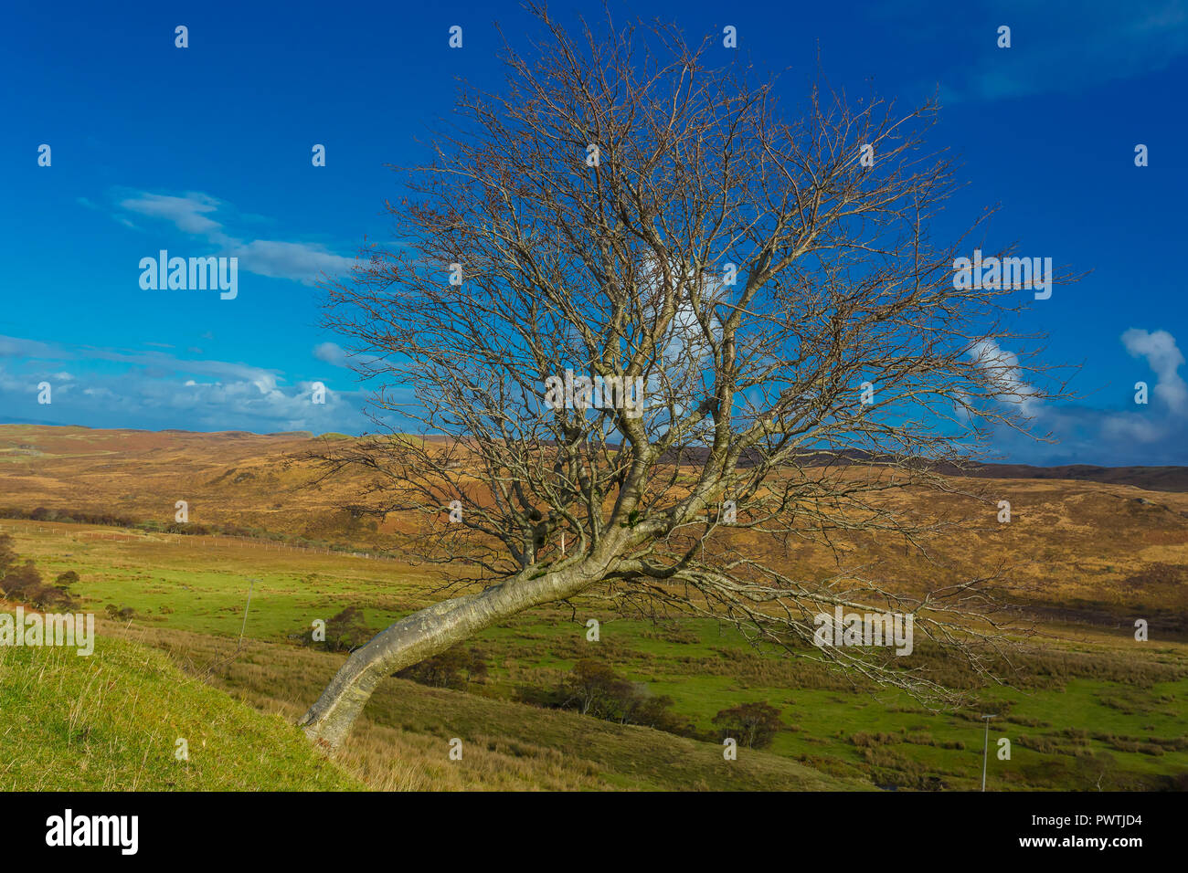 Windswept Tree Uk High Resolution Stock Photography and Images - Alamy