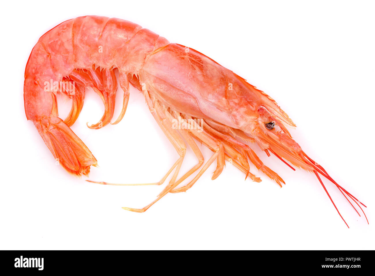 Red cooked prawn or shrimp isolated on white background. Top view Stock ...