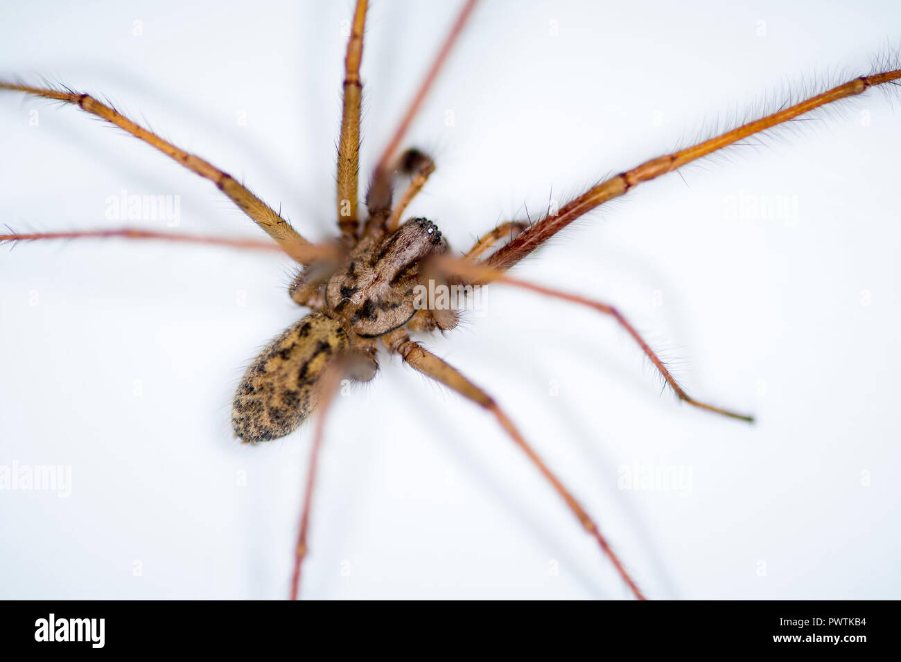 Large house spiders hi-res stock photography and images - Alamy