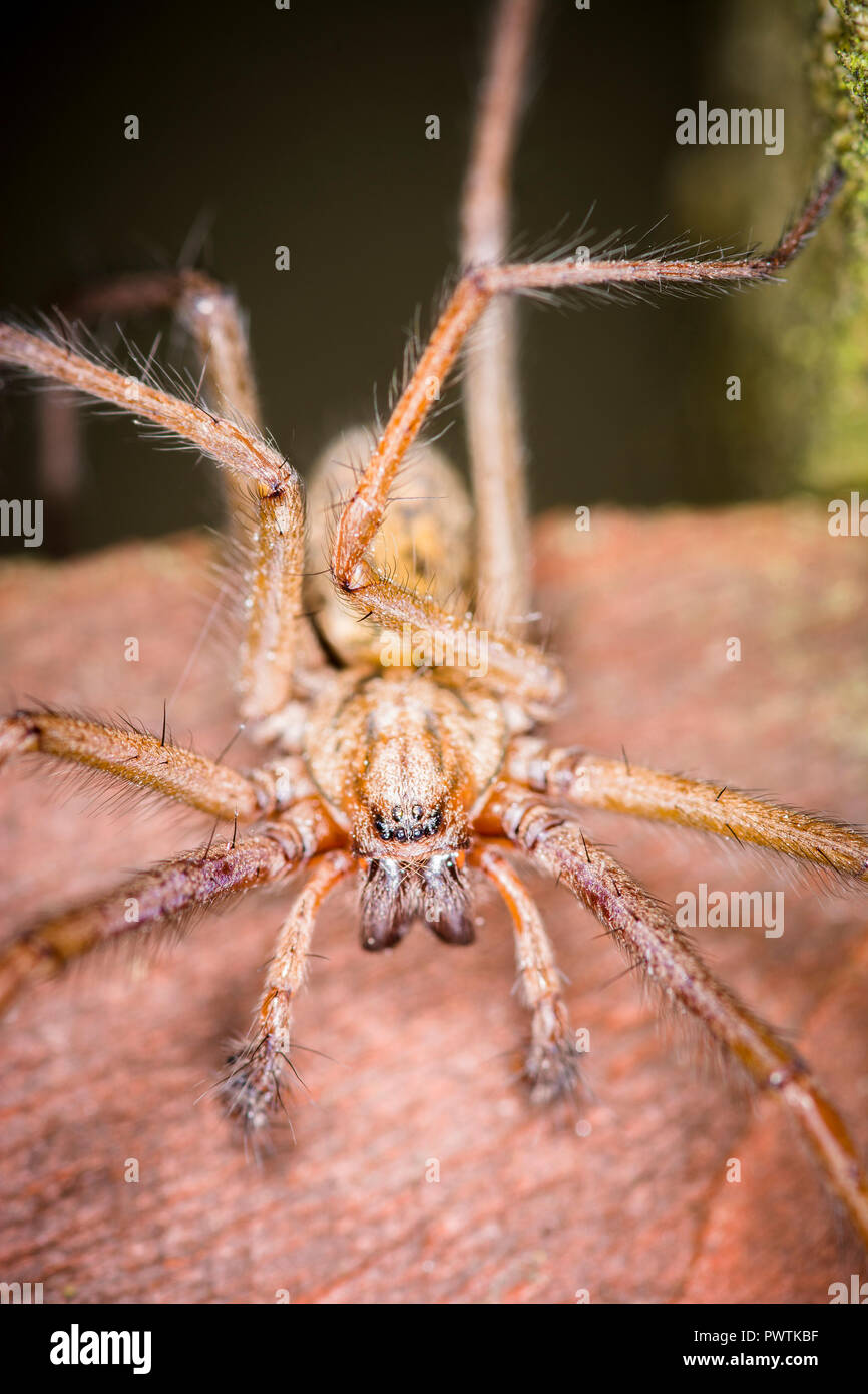 Large house spiders hi-res stock photography and images - Alamy