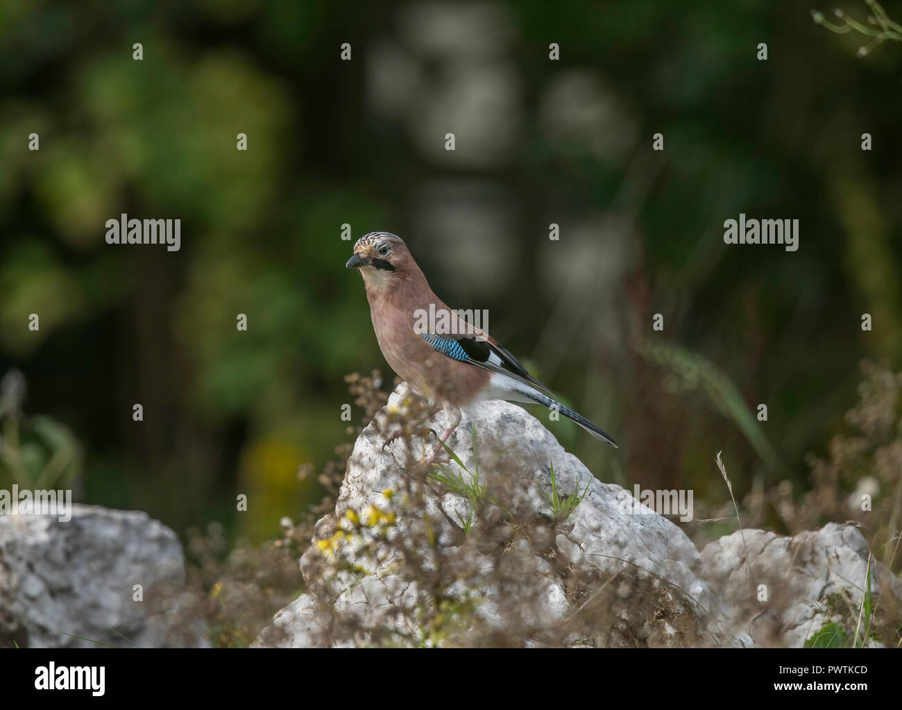 Gavin crow hi-res stock photography and images - Alamy