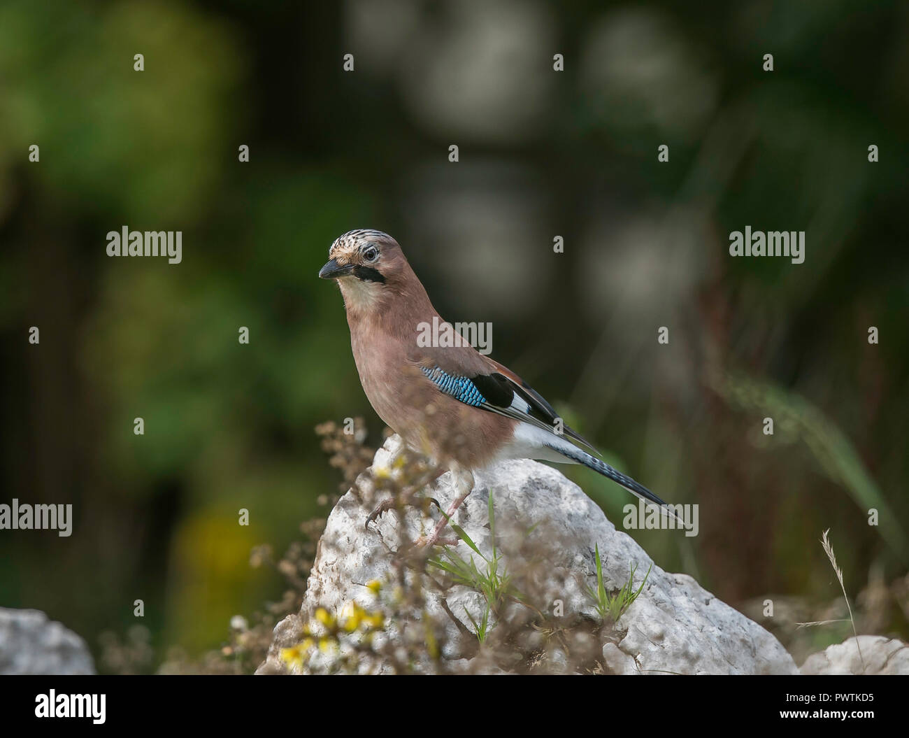 Gavin crow hi-res stock photography and images - Alamy